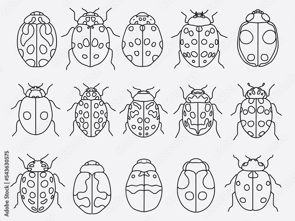 ladybird outlines