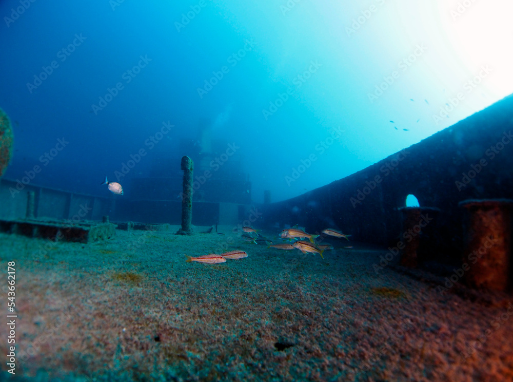 Scuba Diving and Underwater Photography Malta - Wrecks Reefs Marine ...