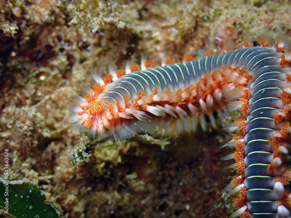 Scuba Diving and Underwater Photography Malta - Wrecks Reefs Marine ...