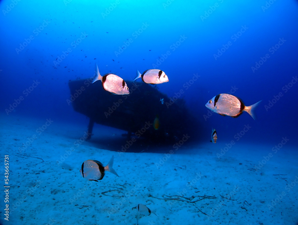 Scuba Diving and Underwater Photography Malta - Wrecks Reefs Marine ...
