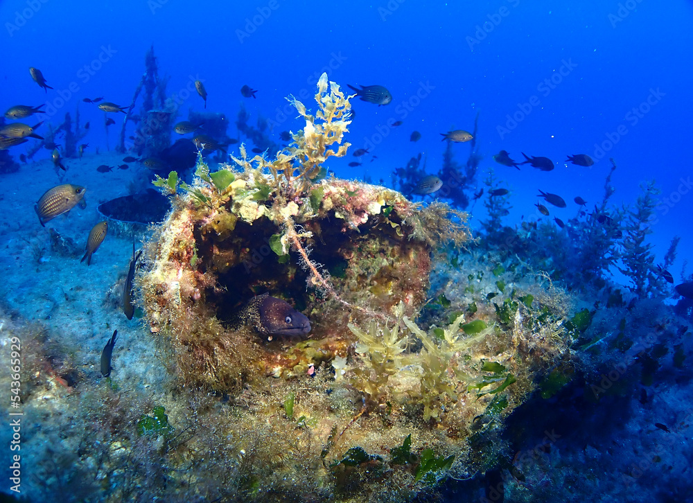 Scuba Diving and Underwater Photography Malta - Wrecks Reefs Marine ...