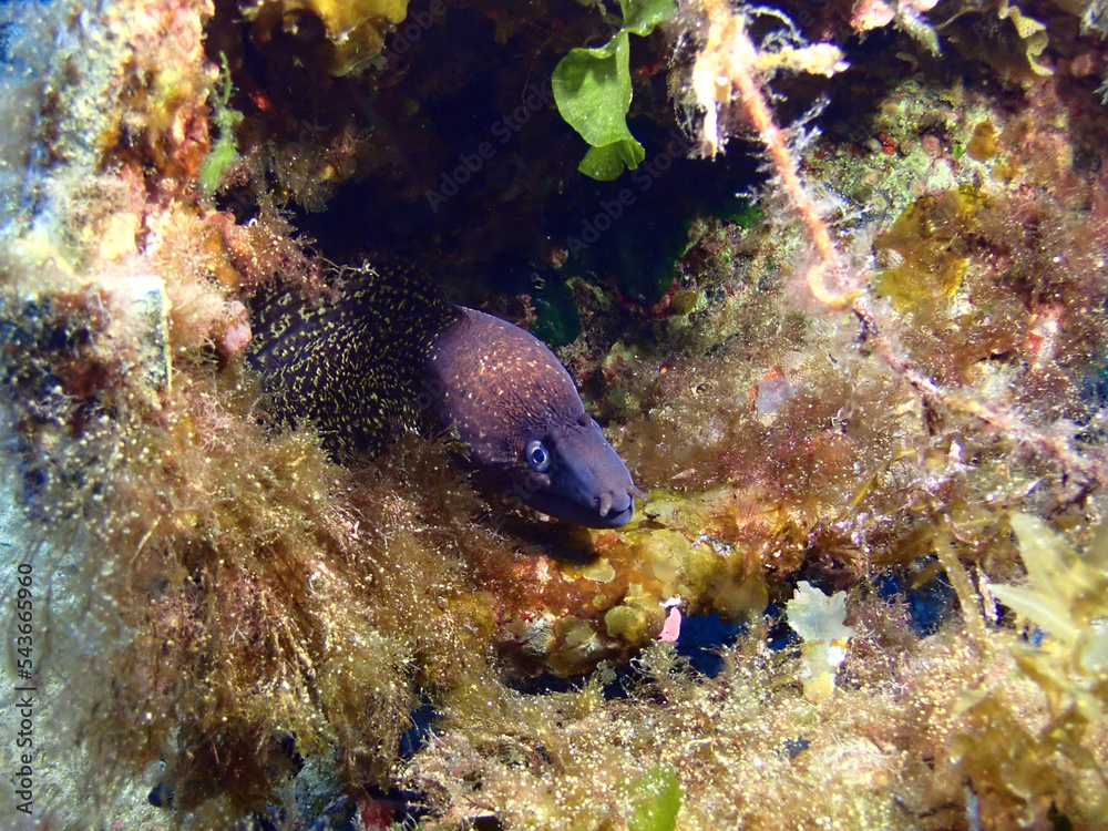Scuba Diving and Underwater Photography Malta - Wrecks Reefs Marine ...