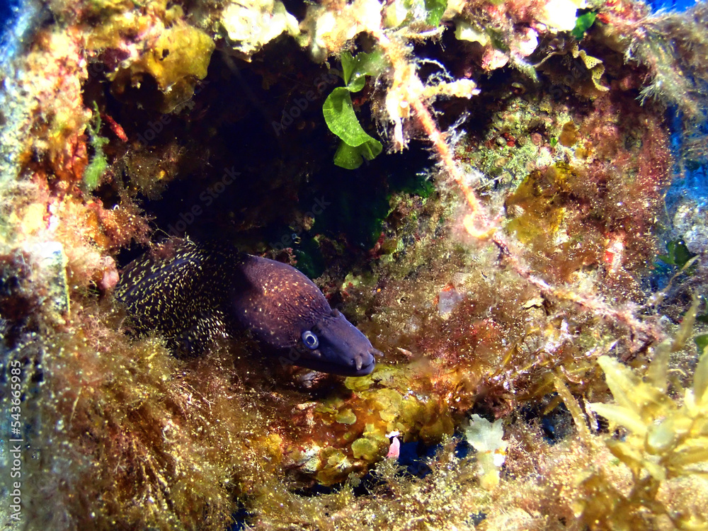 Scuba Diving and Underwater Photography Malta - Wrecks Reefs Marine ...