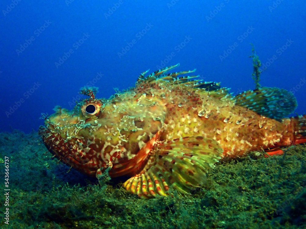 Scuba Diving and Underwater Photography Malta - Wrecks Reefs Marine ...