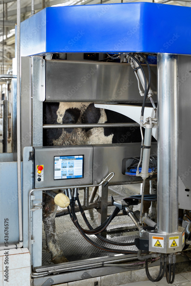 Milking robot on a dairy farm. Automatic milking of cows in the cowshed ...