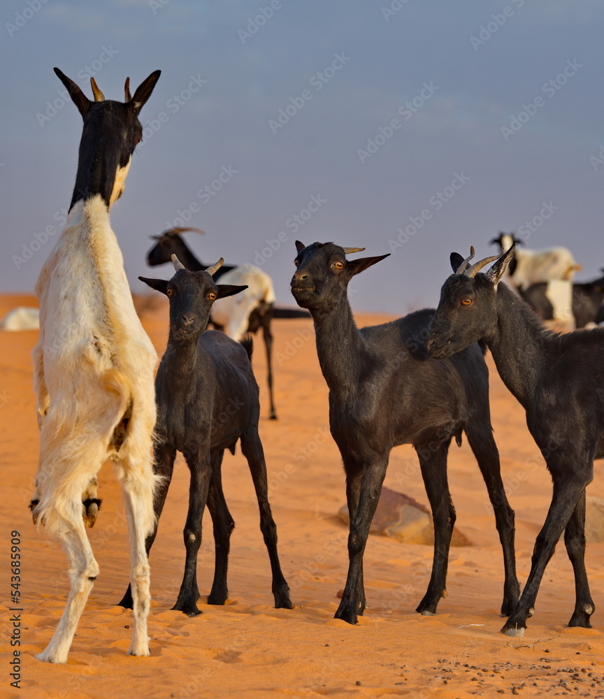 West Africa. Mauritania. Young goats of a small herd, rising high on ...