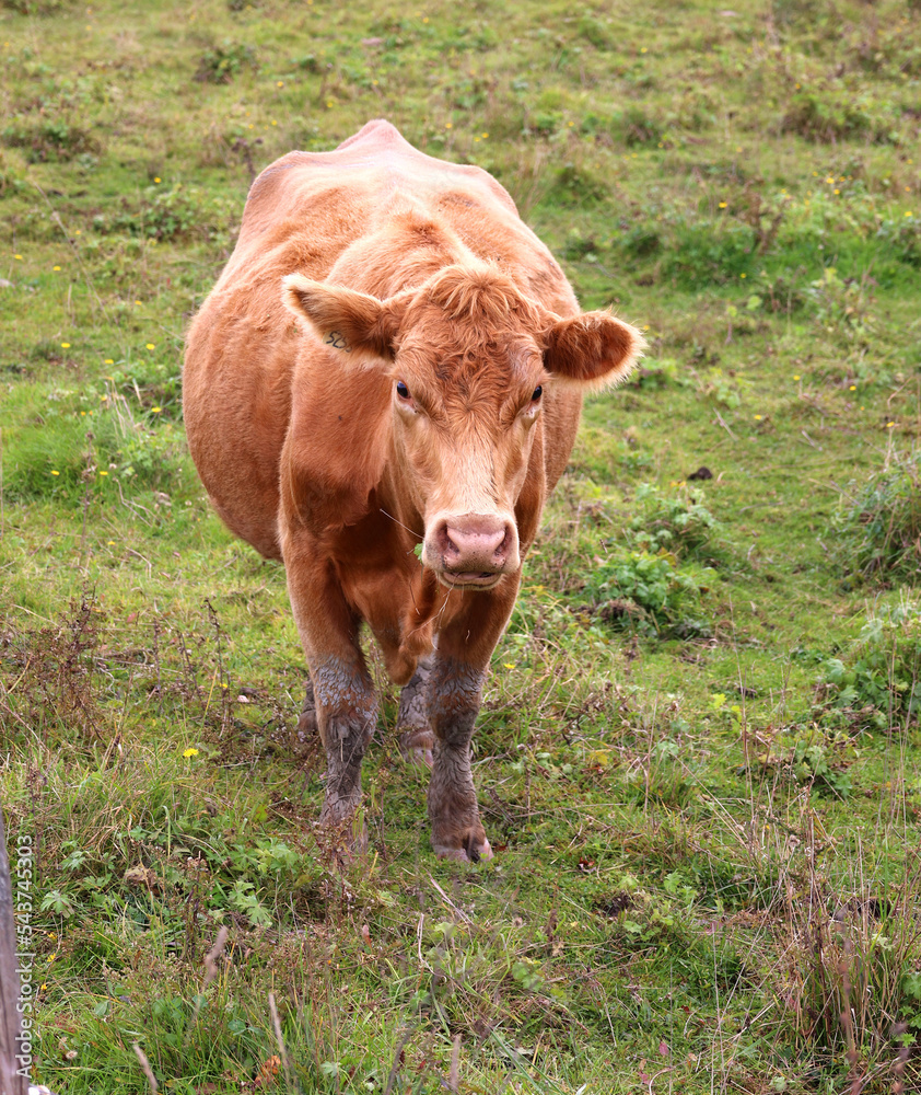 Simmental is one of the oldest and most recognized cattle breeds that ...