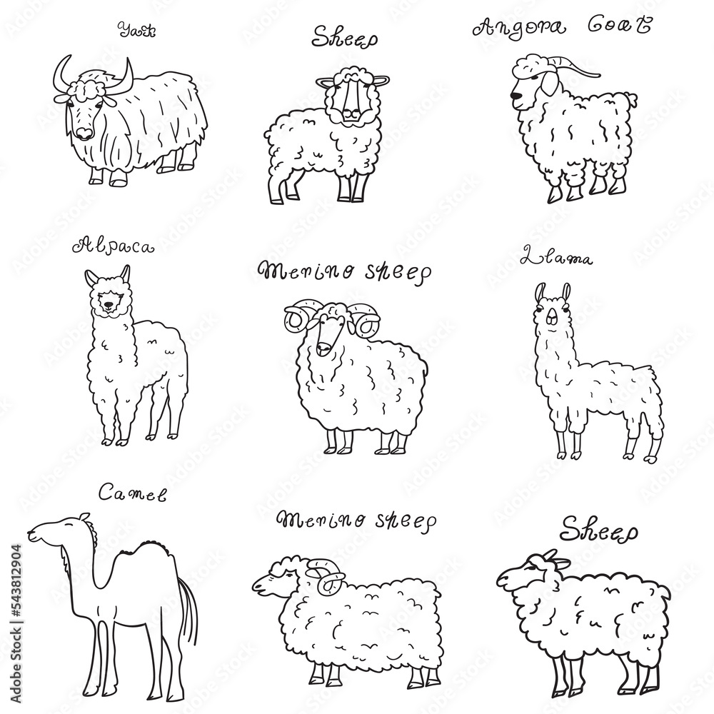 Yak, angora goat, camel, merino sheep, llama, alpaca. Set of animals ...