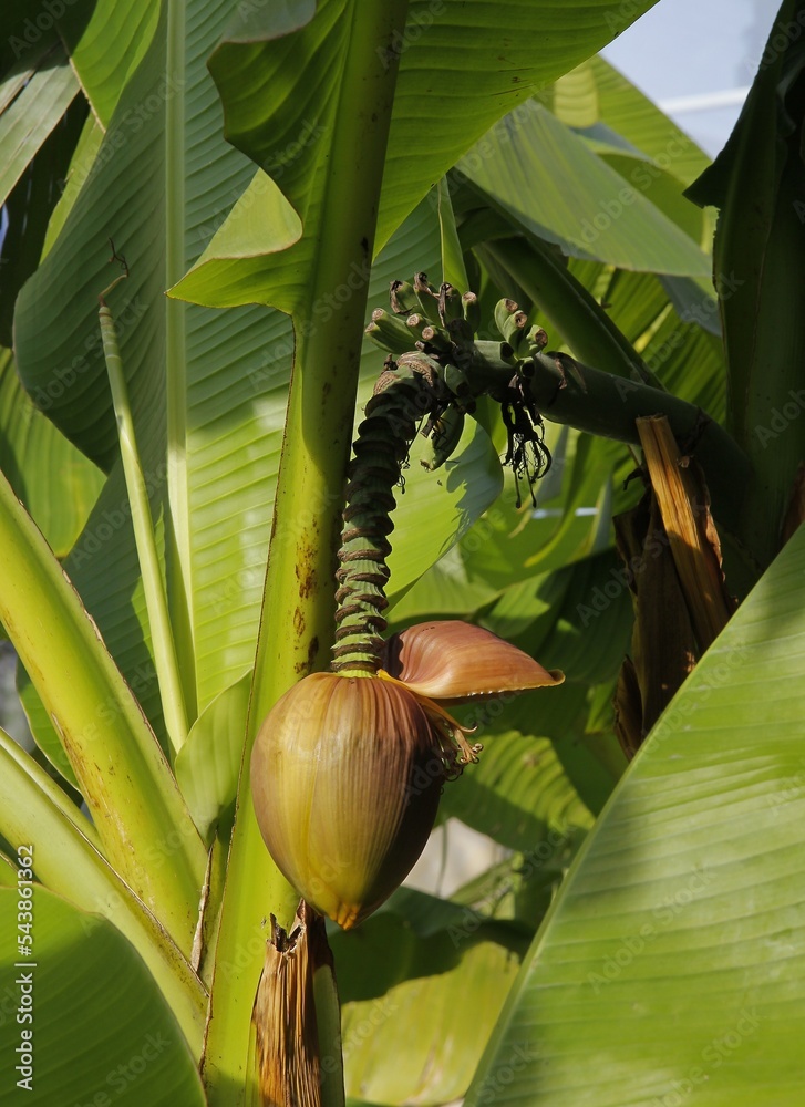 musa x Paradisiaca palm tree with growing fruits Stock Photo | Adobe Stock