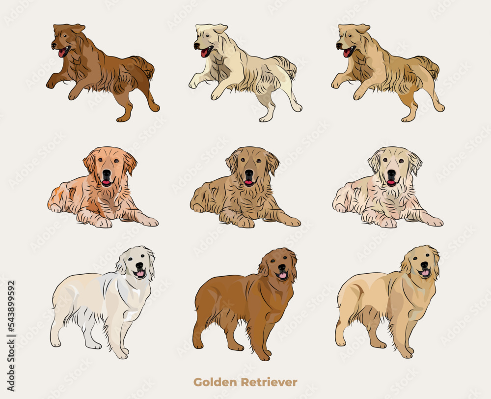 Golden Retriever colors. Cute Red Setter dogs characters in various ...