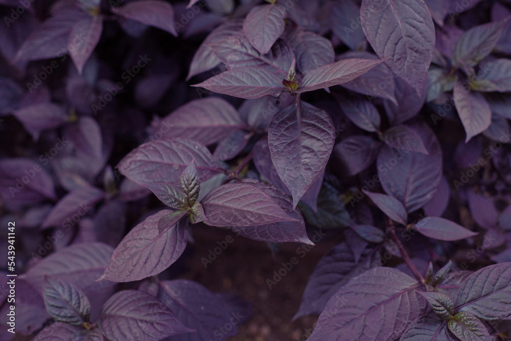 Colorful purple Alternanthera dentata plant aka Little Ruby plant ...