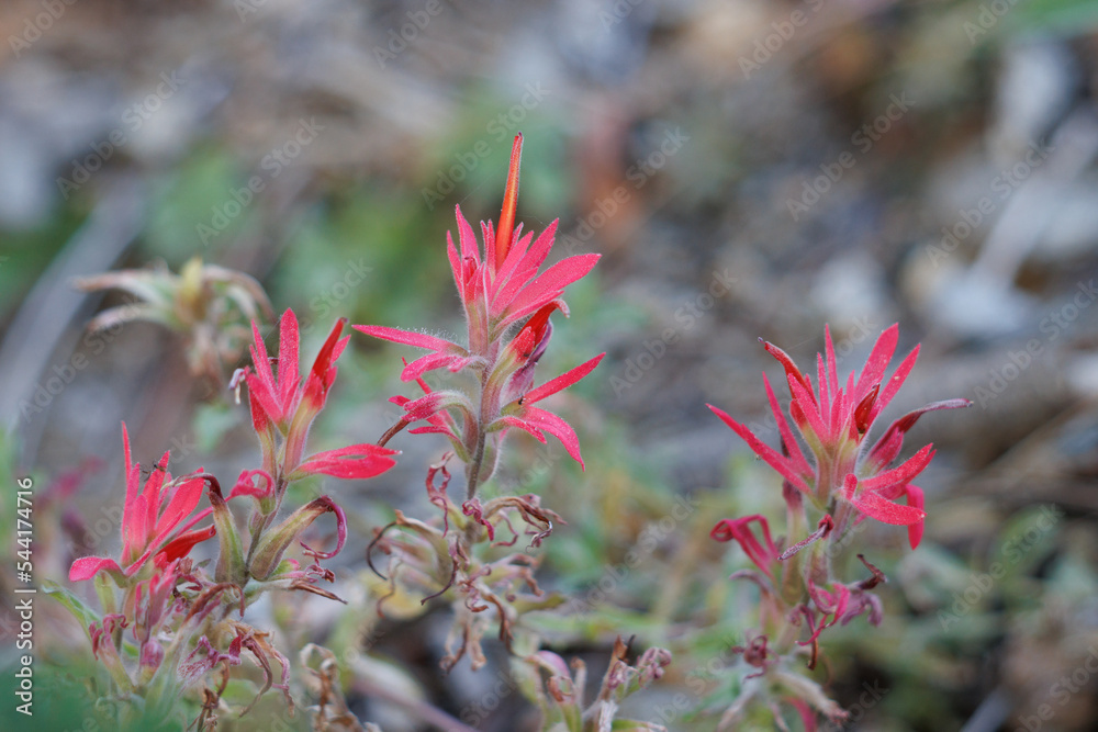 Red flowering terminal indeterminate racemose spike inflorescences of ...