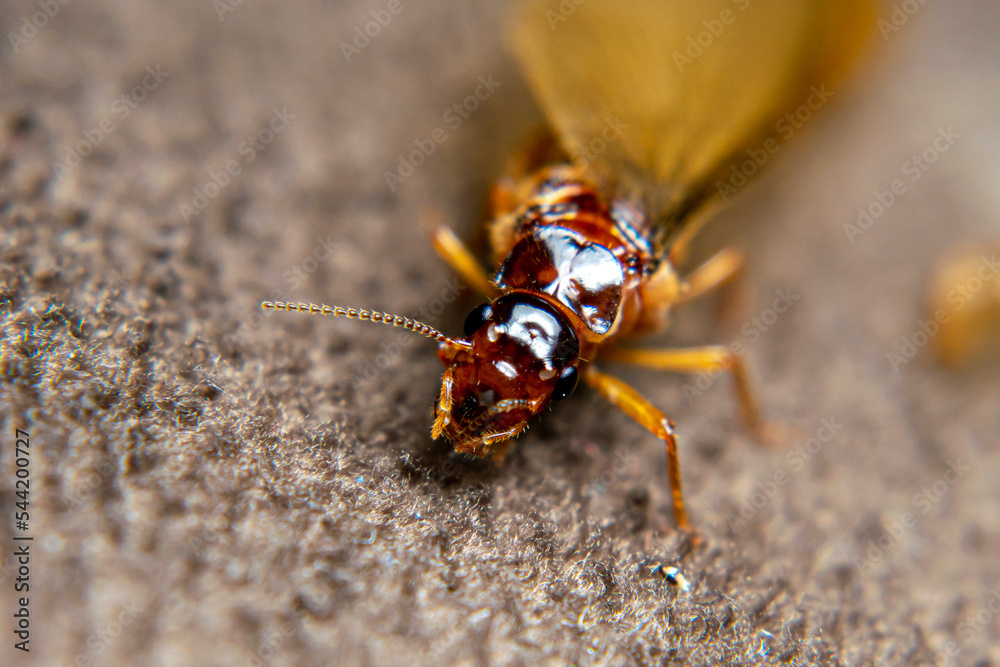 Photo Stock Close Up of Swarmers, moths, flying termite, winged ...