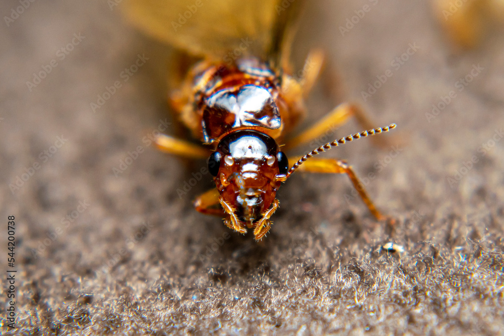 Close Up of Swarmers, moths, flying termite, winged termites ...
