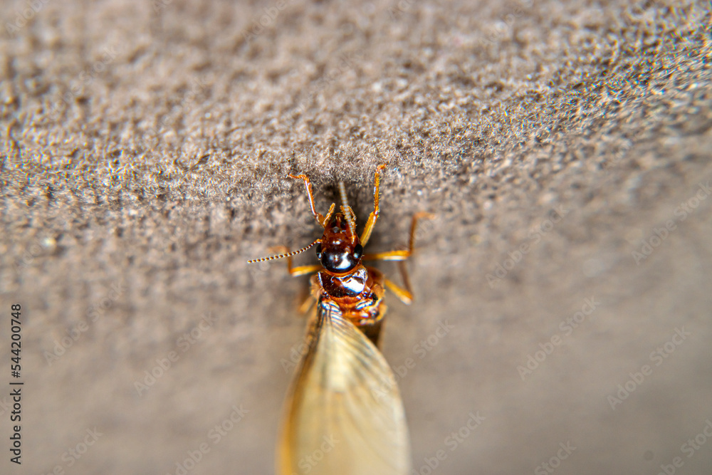 Close Up of Swarmers, moths, flying termite, winged termites ...