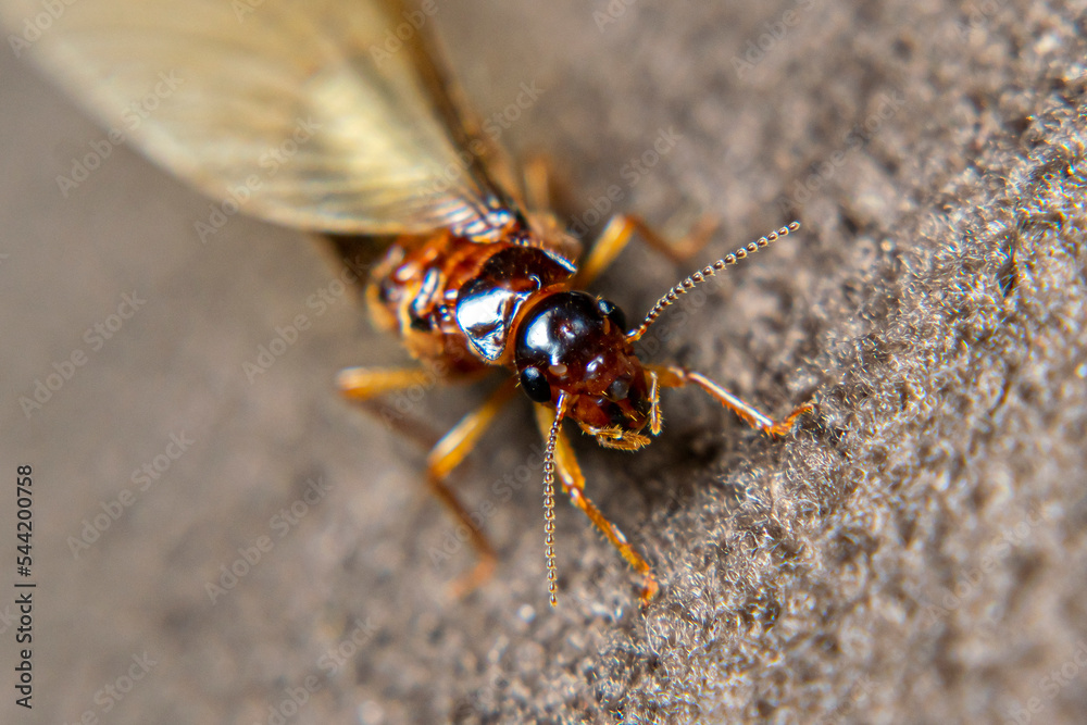 Close Up of Swarmers, moths, flying termite, winged termites ...
