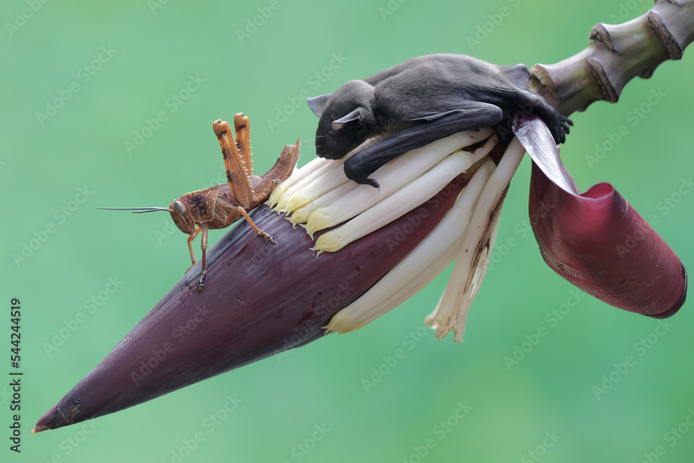 A short nosed fruit bat is ready to eat a grasshopper on a banana ...