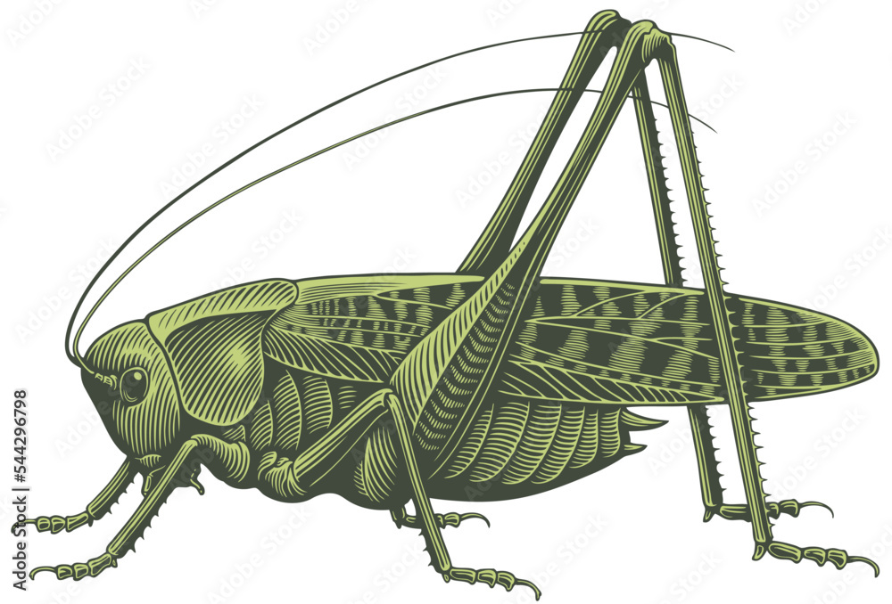 Grasshopper. Editable hand drawn illustration. Vector vintage engraving ...