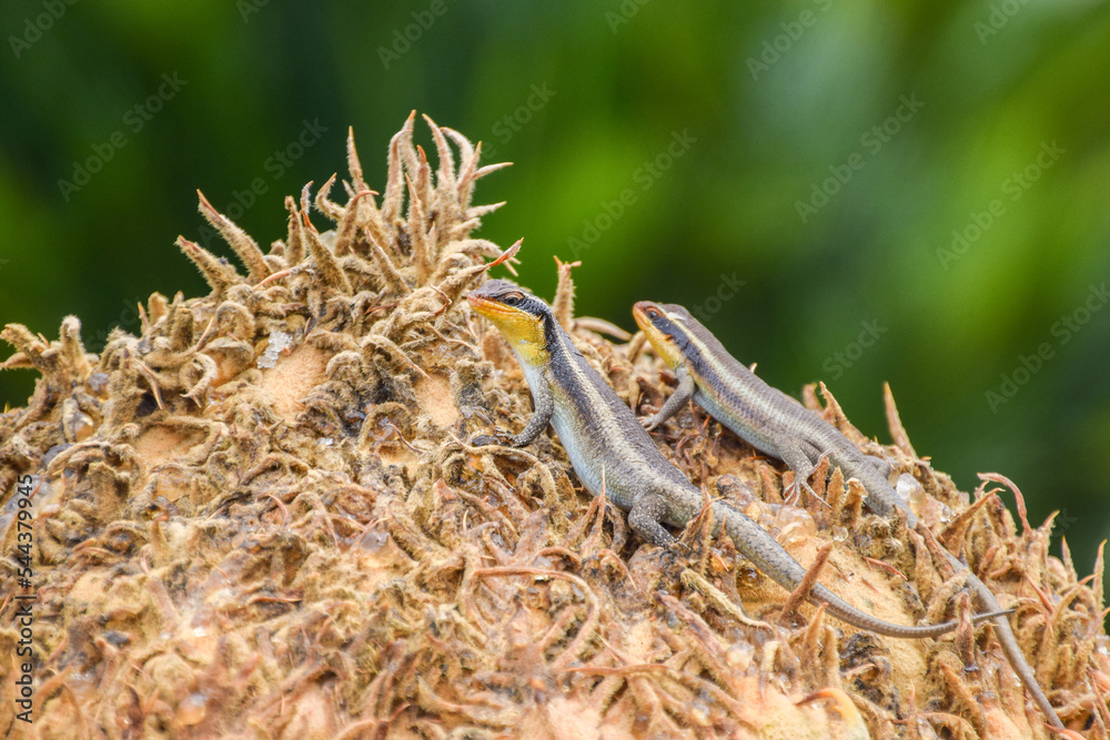 Montane speckled skinks aka speckled rock skinks, Trachylepis ...