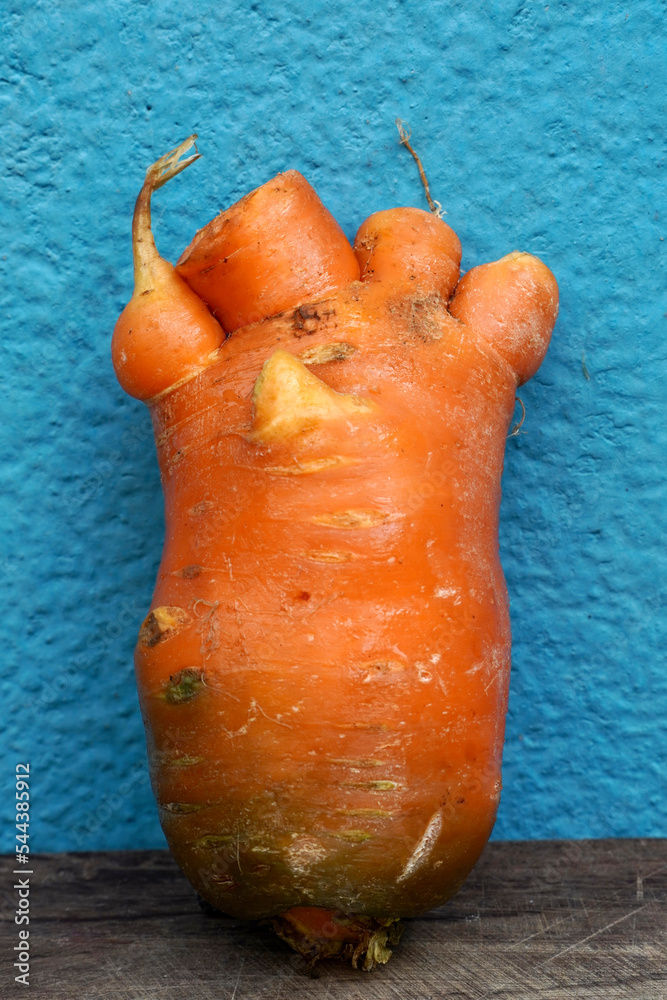 Ugly carrot root vegetable grown like human foot and fingers isolated ...