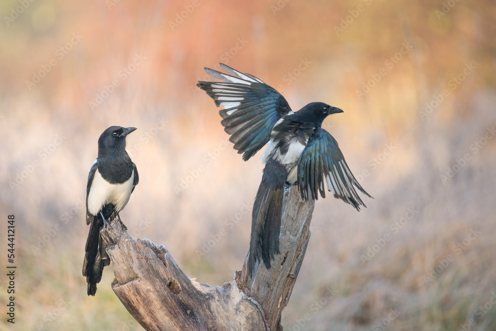 Sroki siedzące na pniu drzewa. Stock Photo | Adobe Stock