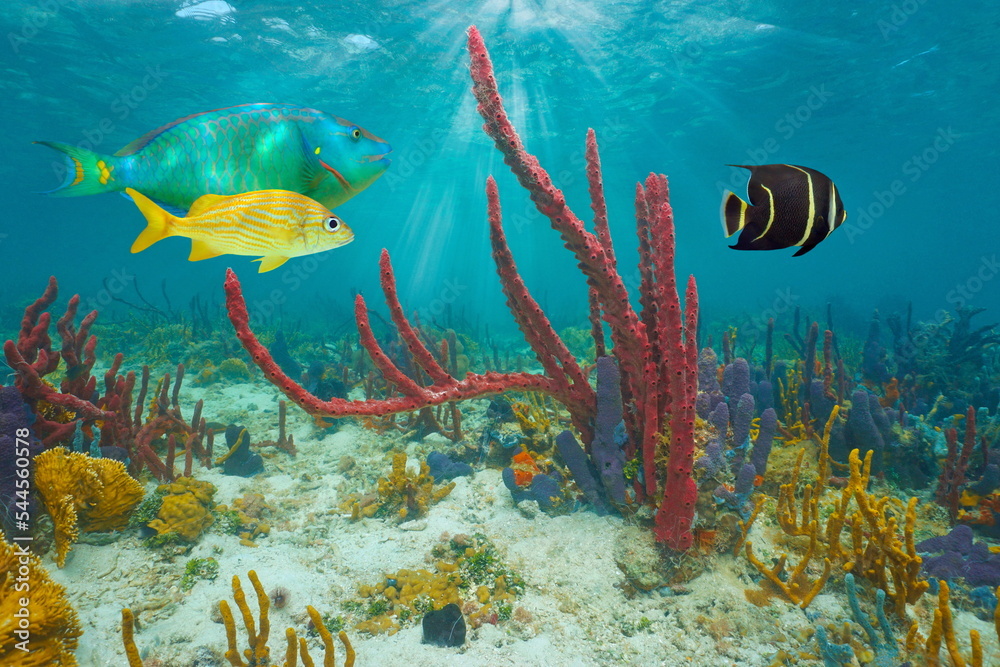Caribbean sea colorful marine life underwater, tropical fish and sea ...