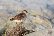 Ruff Standing Bird Free Stock Photo - Public Domain Pictures