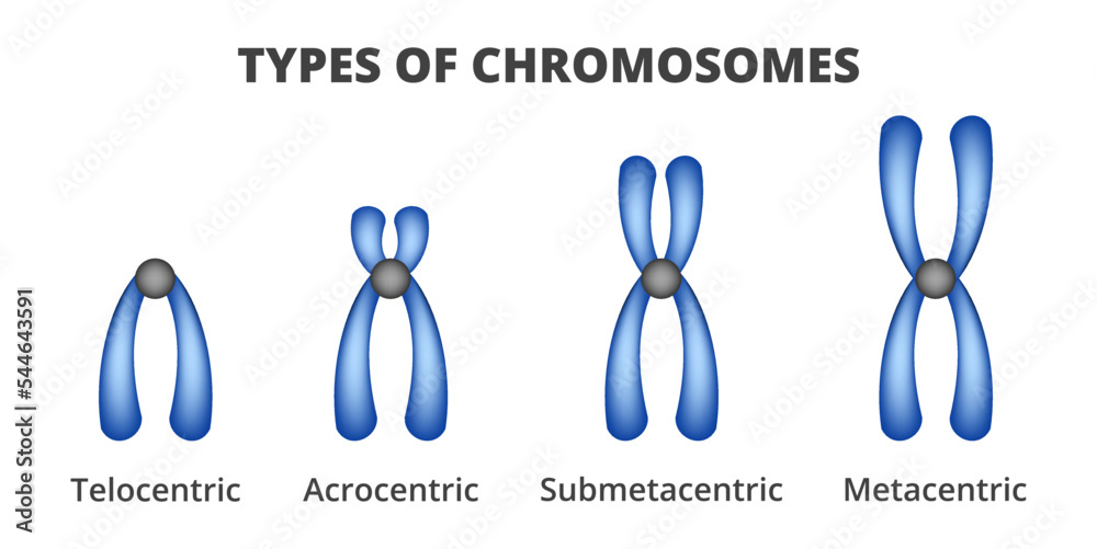 Vector illustration of types of chromosomes isolated on a white background. Classification of ...
