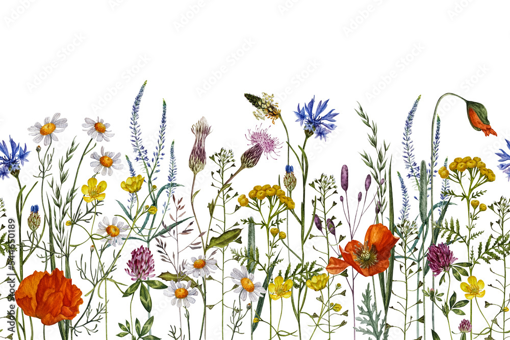 Floral horizontal seamless borders with watercolor meadow wildflowers ...