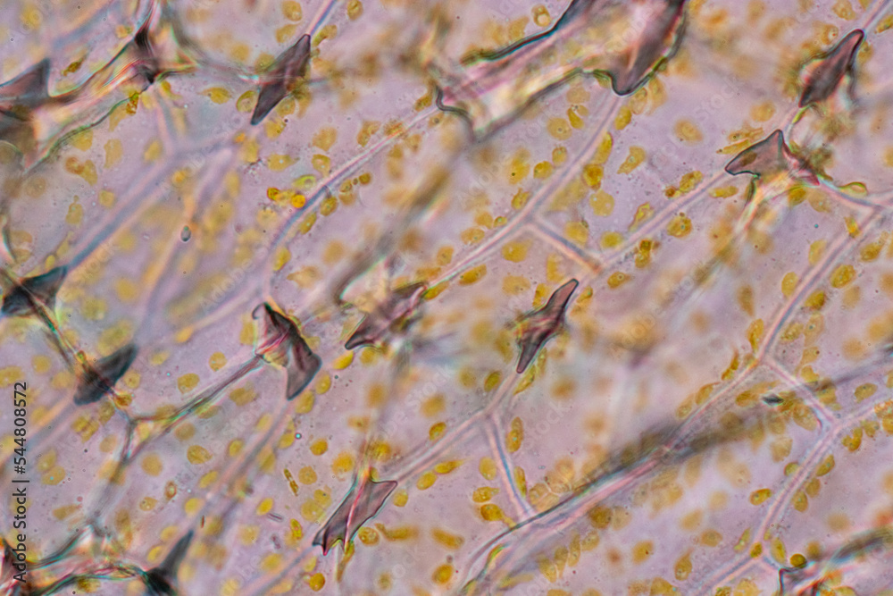 Cell structure flower, View of chromoplast showing in plant cells under ...