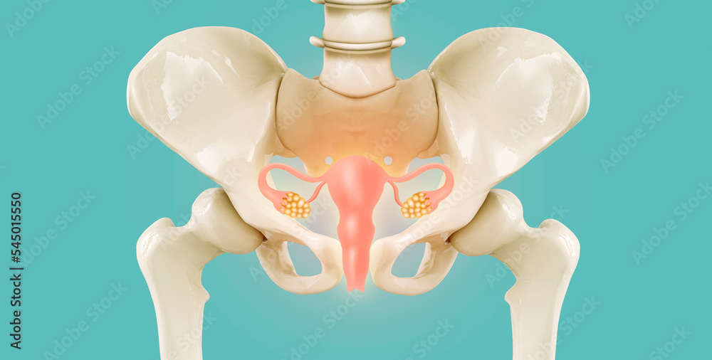 Pelvic bone with isolated uterus. Female reproductive health concept ...