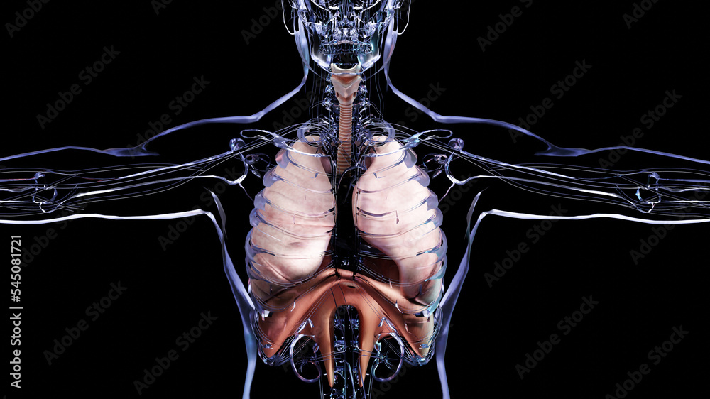 Human Respiratory System Lungs Anatomy Animation Concept. visible lung ...