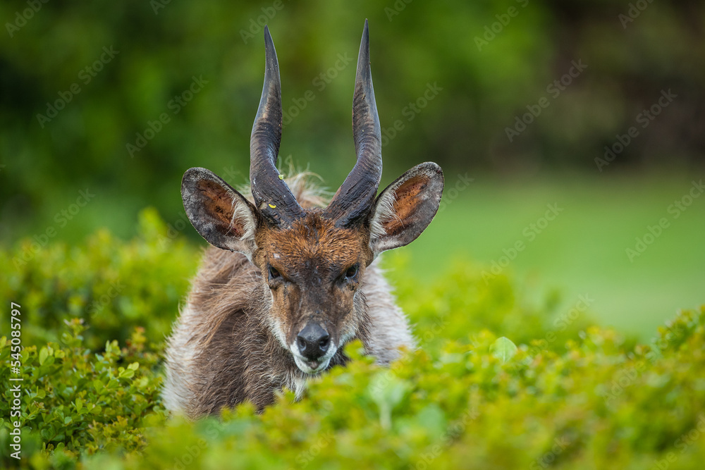 Male Bush Buck in some Fynbos Stock Photo | Adobe Stock