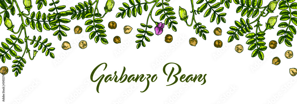 Colorful horizontal chickpeas design. Hand drawn illustration in ...