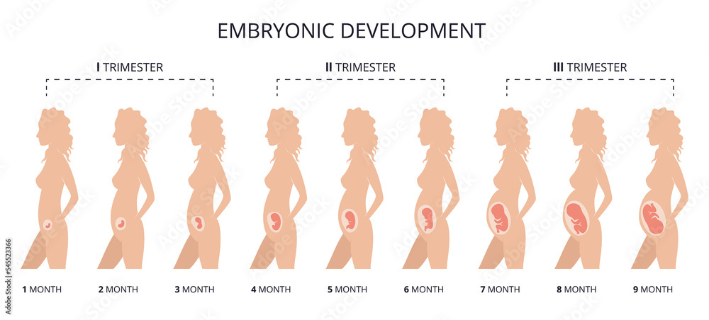 Human Fetus Development Pregnancy Illustration Showing Stages In Human Embryonic Development