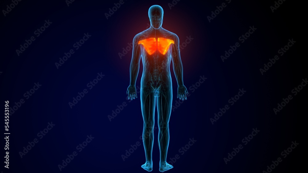 3D illustration of Pectoralis Major, Part of Muscle Anatomy. Stock ...