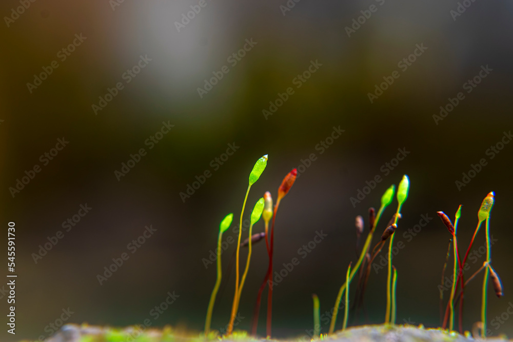 Moss flowers, Ceratodon purpureus, green moss, Moss patch growing on ...