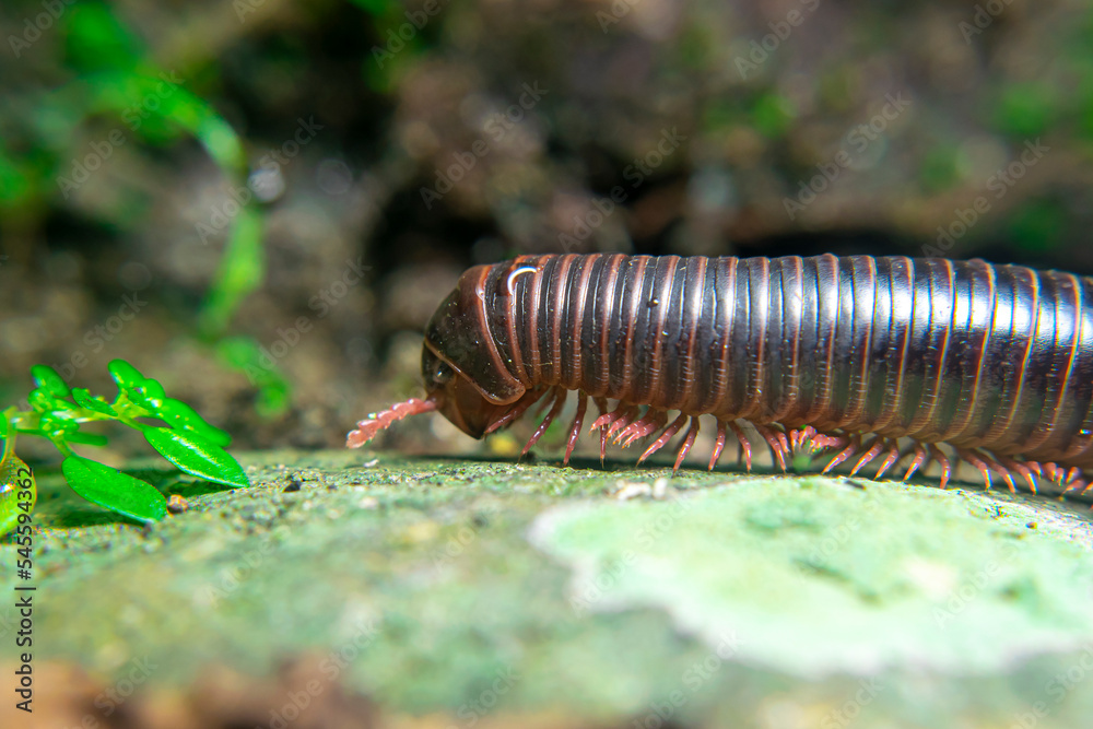 milipede, centipede, kaki seribu, uling, luing, luwing, keluwing ...