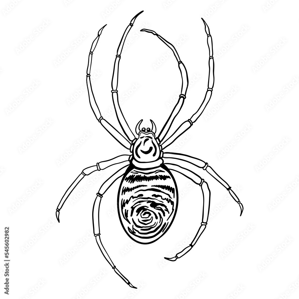 Spider outline vector illustration. Huntsman spider oneline artwork in ...
