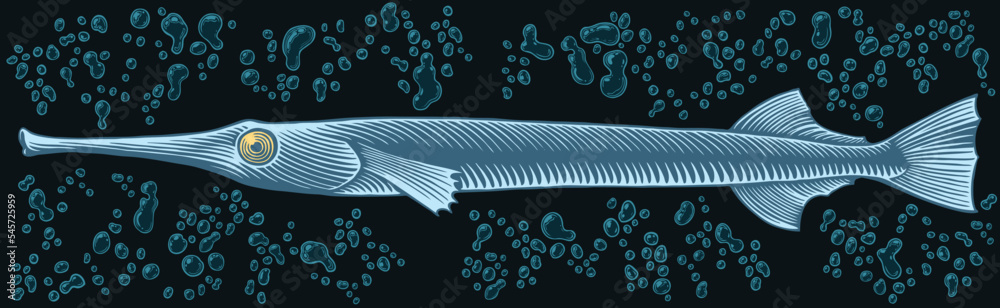 Needlefish in the sea. Editable hand drawn illustration. Vector vintage ...