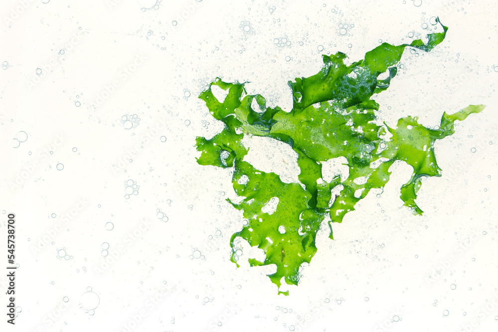 Sea lettuce green alga and air bubbles in the water Stock Photo | Adobe ...