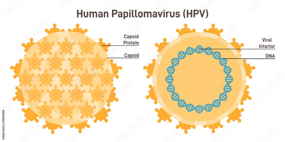 Human papillomavirus. Enlarged HPV schematic structure. Sexually Stock ...