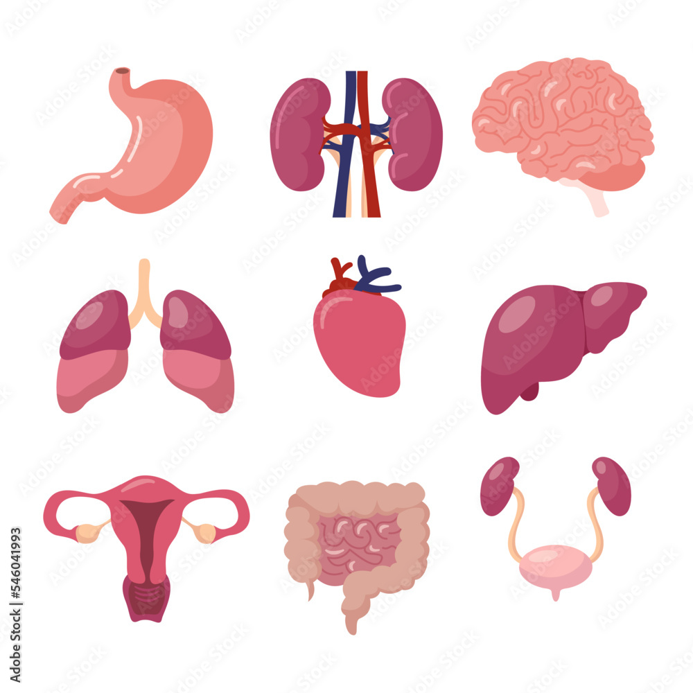 Human internal organs icon set. Stomach, kidney, brain, lungs, heart ...