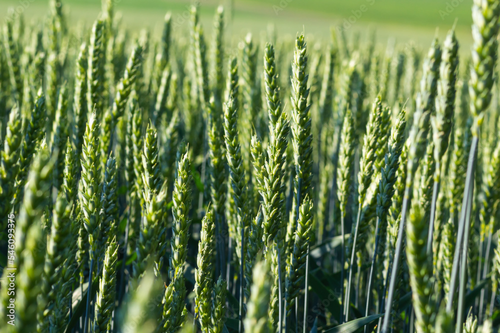 agricultural field where green rye grows, agriculture for obtaining ...
