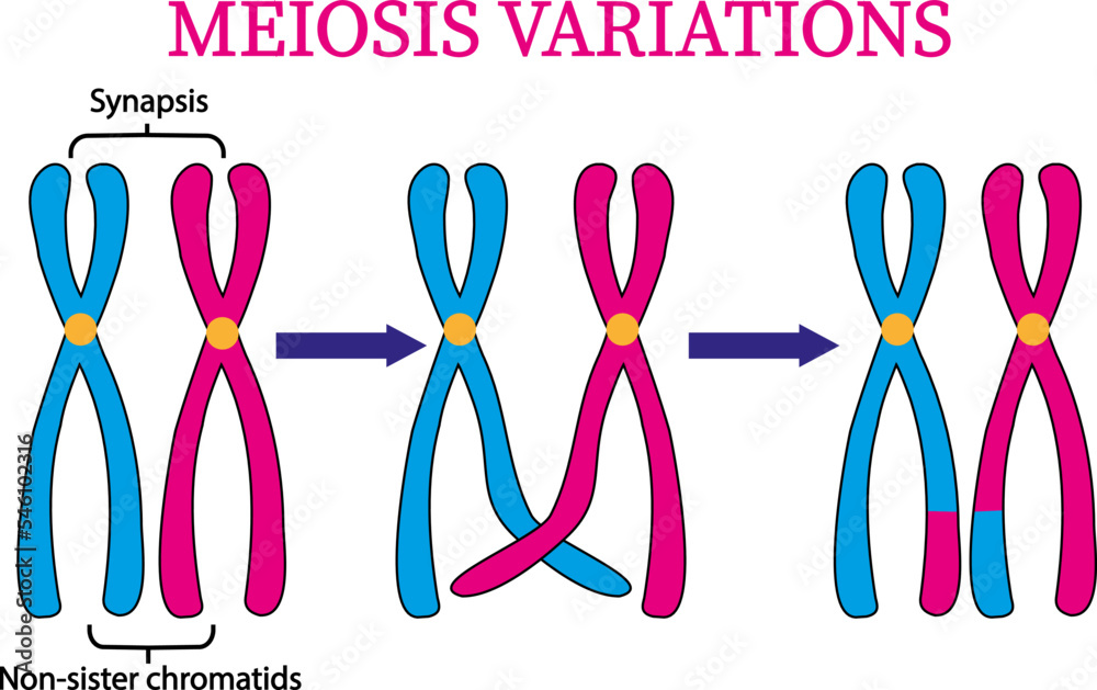 Vector illustration of meiosis variations. Division of educational ...