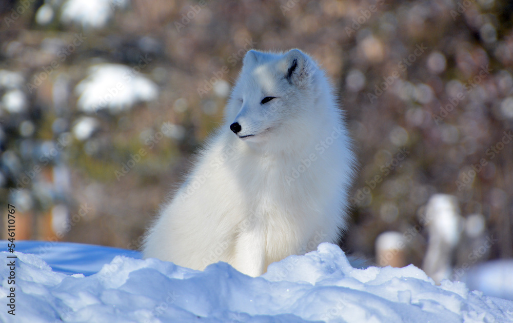 In winter arctic fox (Vulpes lagopus), also known as the white, polar ...