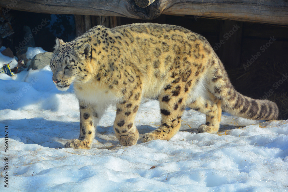 The snow leopard is a large cat native to the mountain ranges of ...