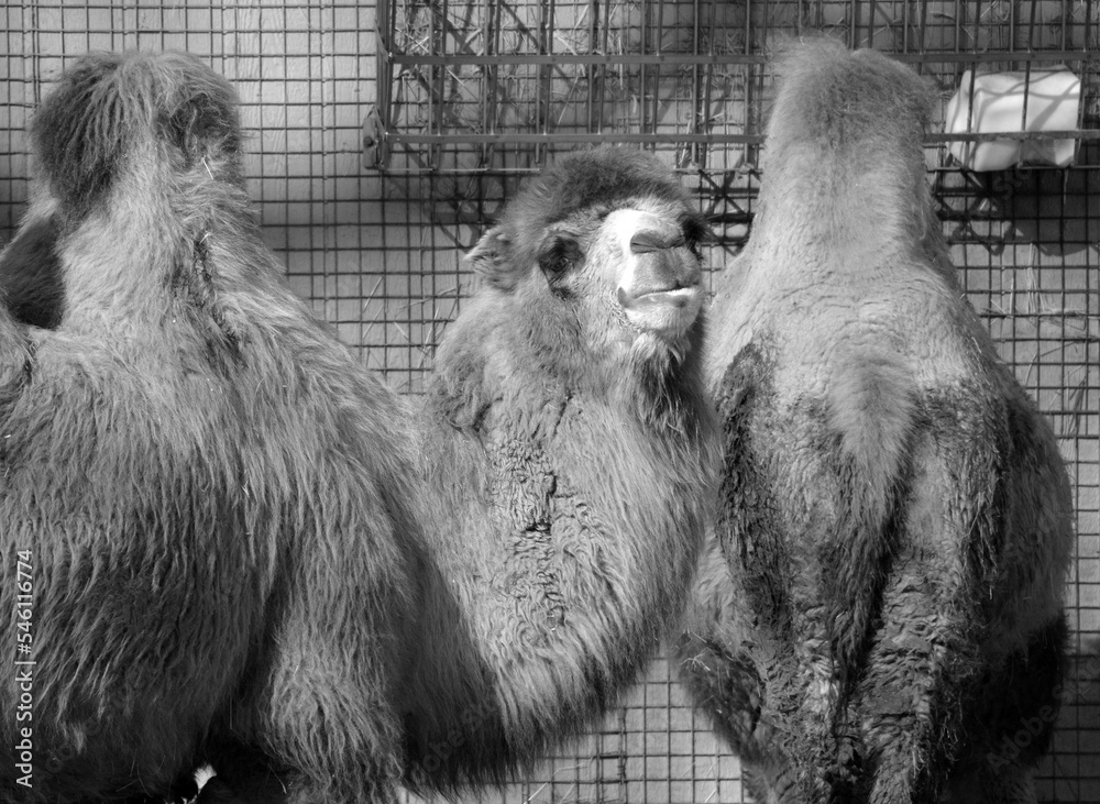 Camel is an ungulate within the genus Camelus, bearing distinctive ...