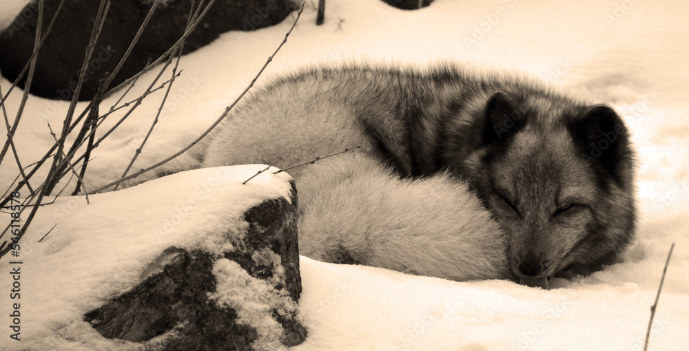 In winter arctic fox (Vulpes lagopus), also known as the white, polar ...