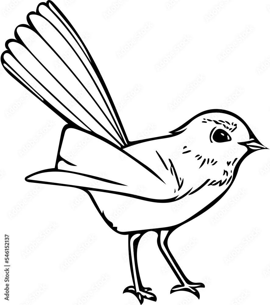 Hand drawn Willy Wagtail Stock Vector | Adobe Stock
